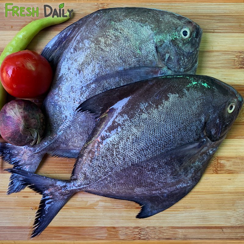 Black Pompano | Fresh Daily | Fresh Seafood and Meat Delivery